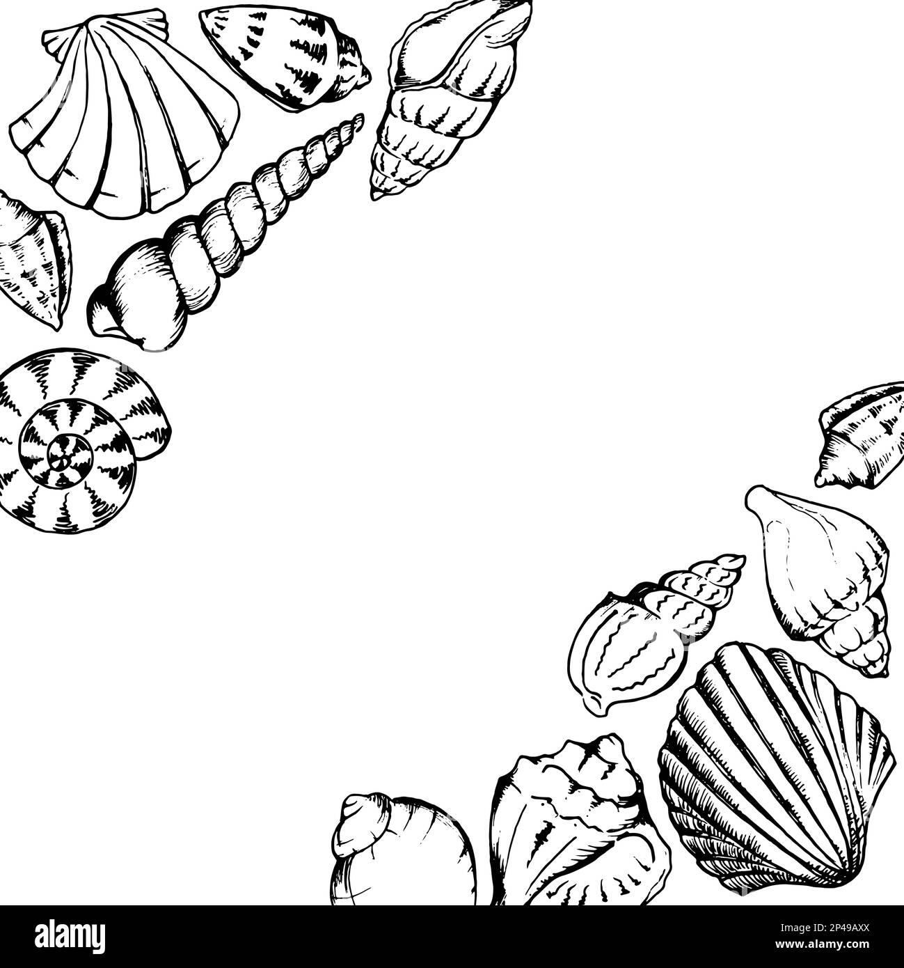 Monochrome sea shells line art hand drawn frame vector isolated Stock ...