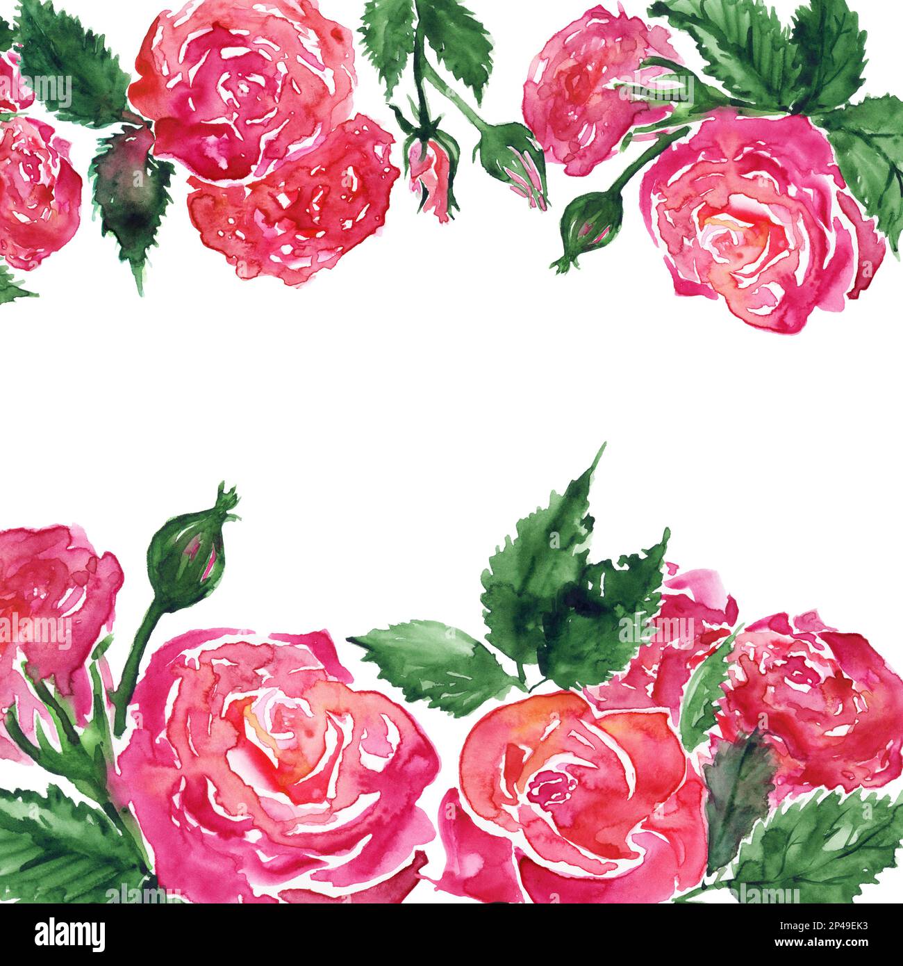 Watercolor pink crimson red rose peony flower floral composition frame ...