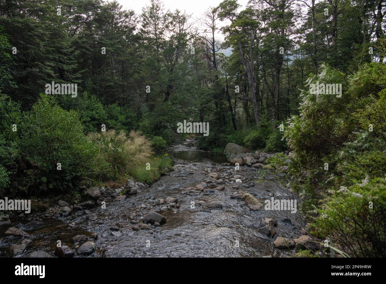 A stream flowing through a forest in Nelson lakes National park in ...