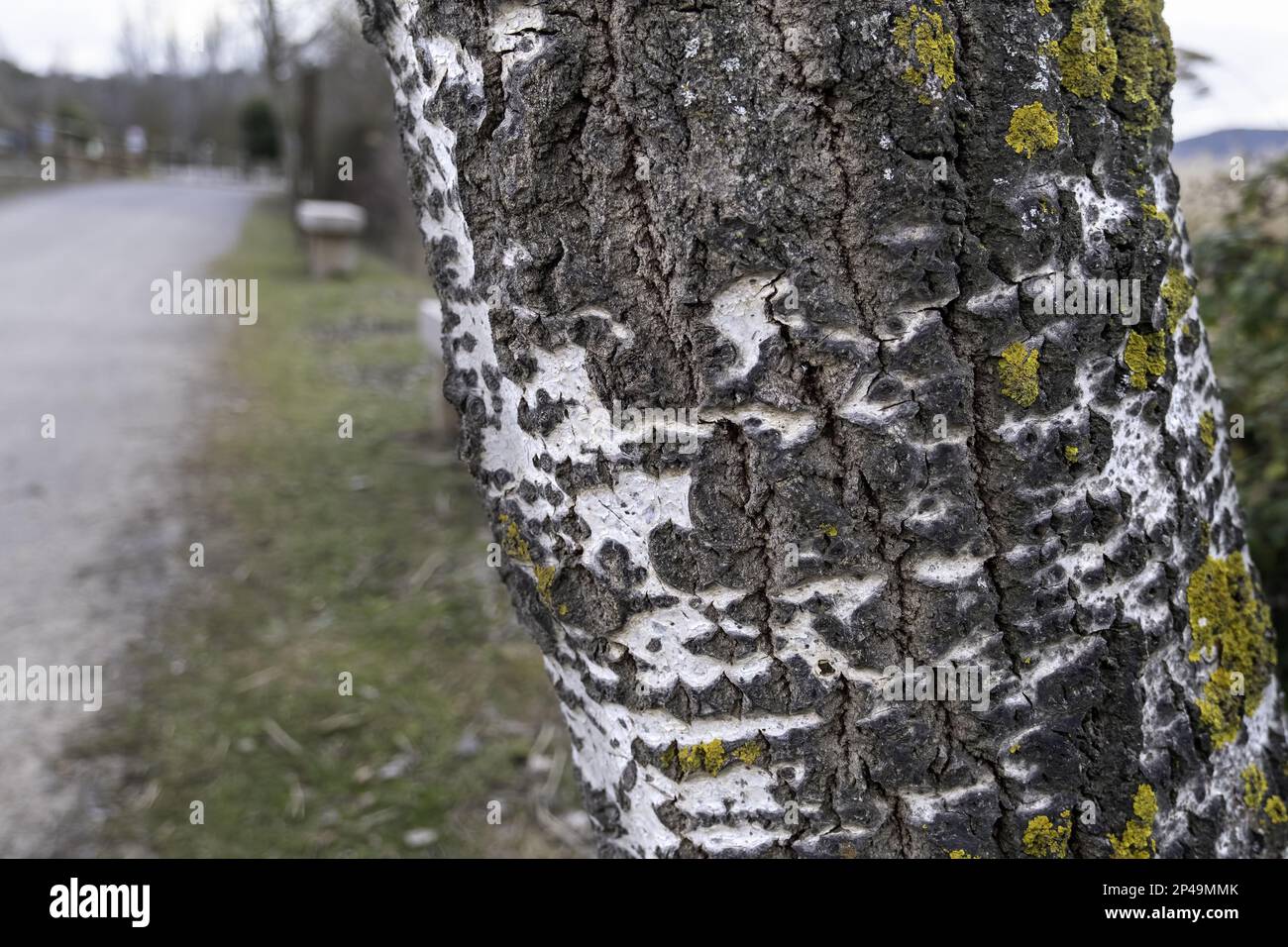 Tree trunk detail in a forest in nature, environment and freedom Stock ...