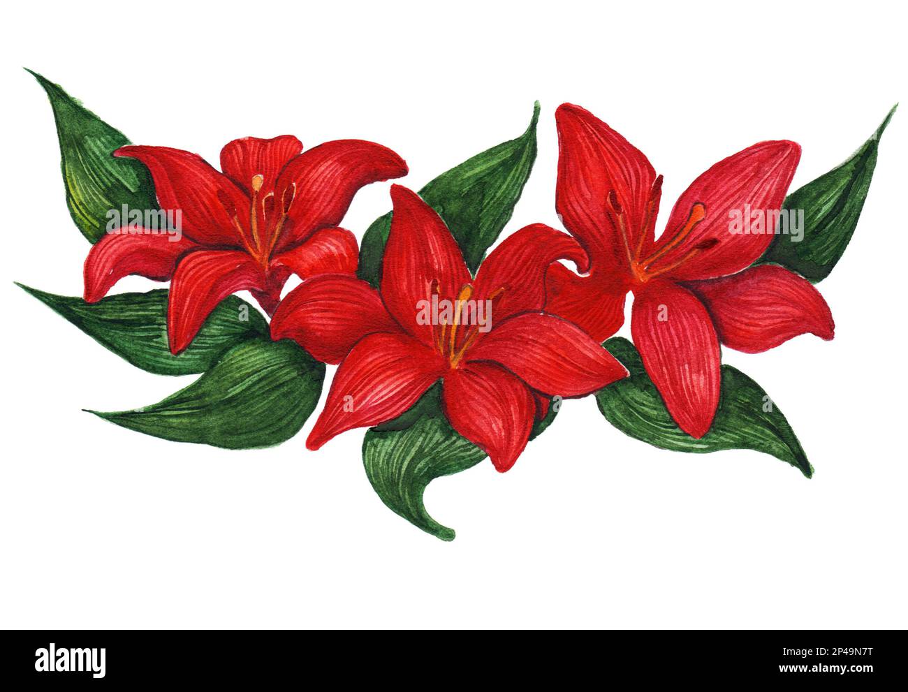 Watercolor three red lilies floral composition isolated art Stock Photo ...