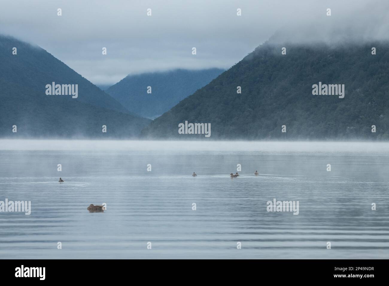 Ducks on Lake Rotoiti in the early morning as mist rises off the water ...