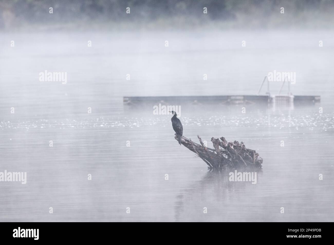 A little shag (Microcarbo melanoleucos) perches on a snag in Lake ...