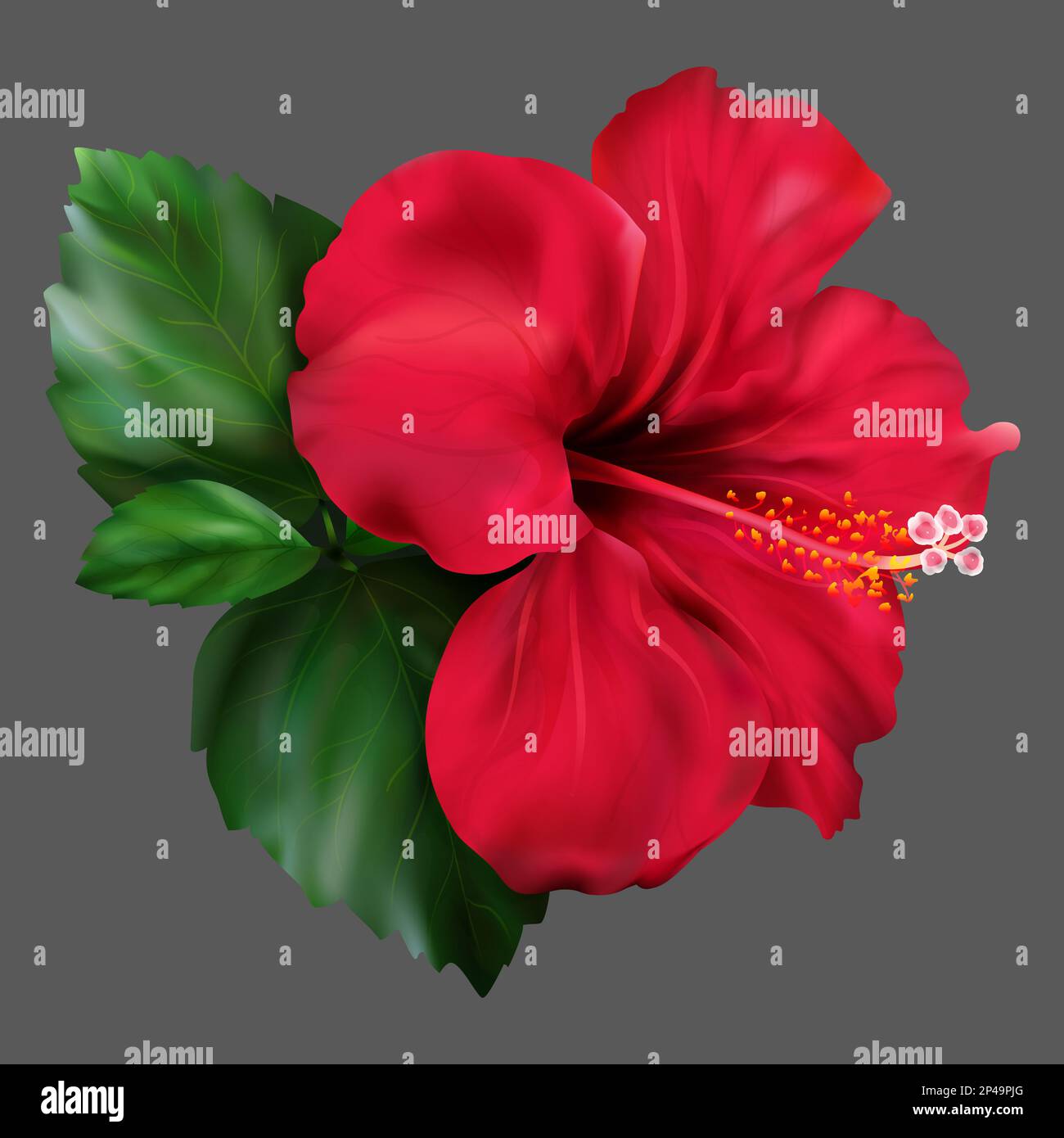 Red hibiscus karkade tropical exotic flower plant Stock Photo - Alamy