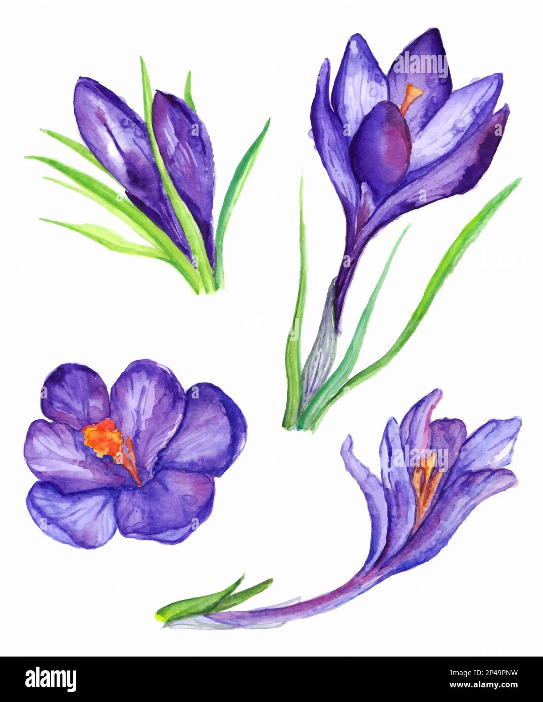 Watercolor hand drawn violet purple crocus flower isolated Stock Vector ...