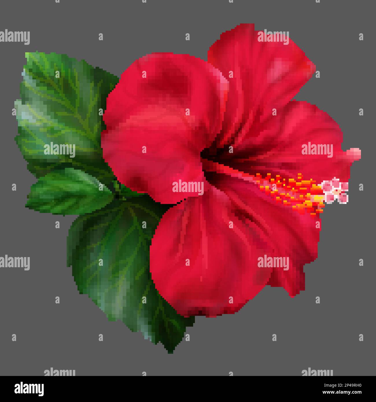 Red hibiscus karkade tropical exotic flower plant vector Stock Vector ...