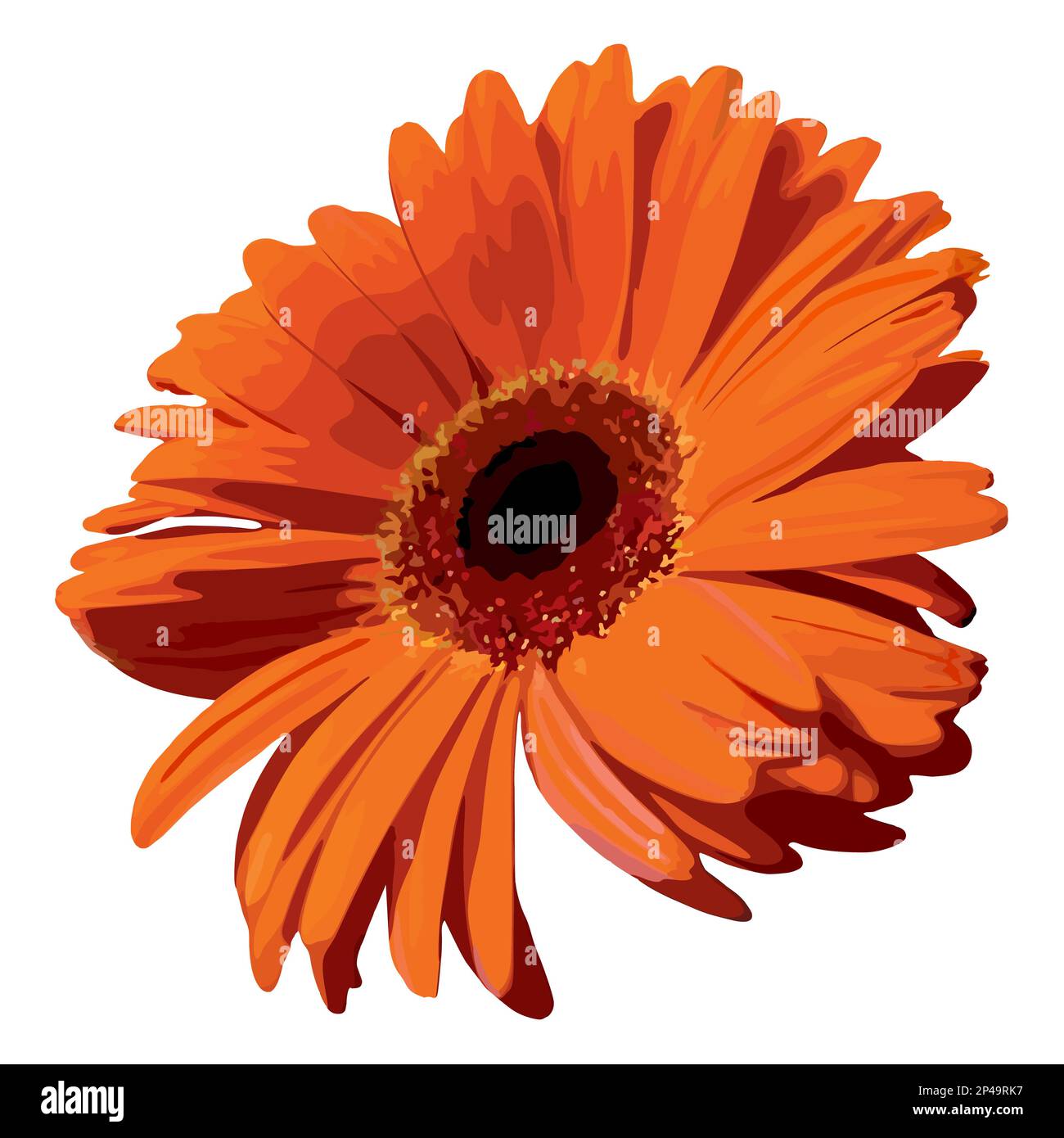 Aster photo Stock Vector Images - Alamy