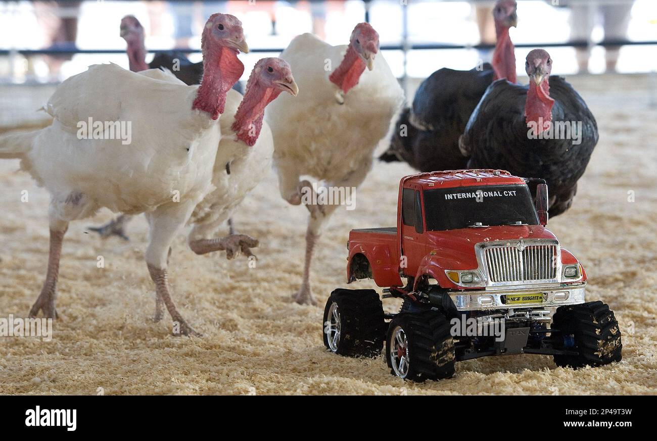 The Wild West Turkey Stampede trotted into the OC Fair on Wed. where ...