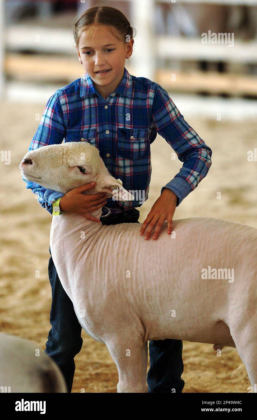 Market Lamb Judging Classes