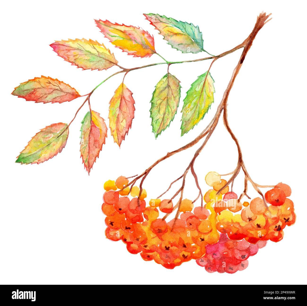 Watercolor rowan ashberry leaf branch botanical illustration isolated ...