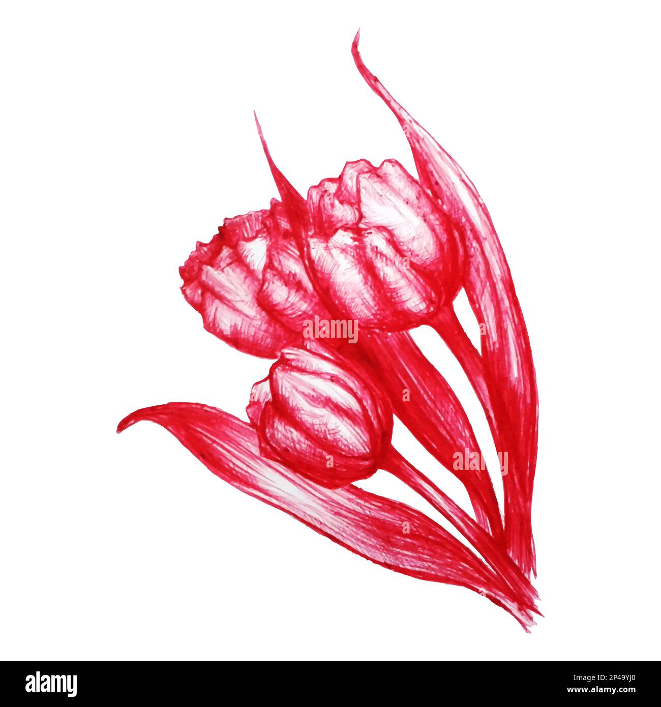 Watercolor hand drawn red tulips flower sketch isolated vector Stock ...