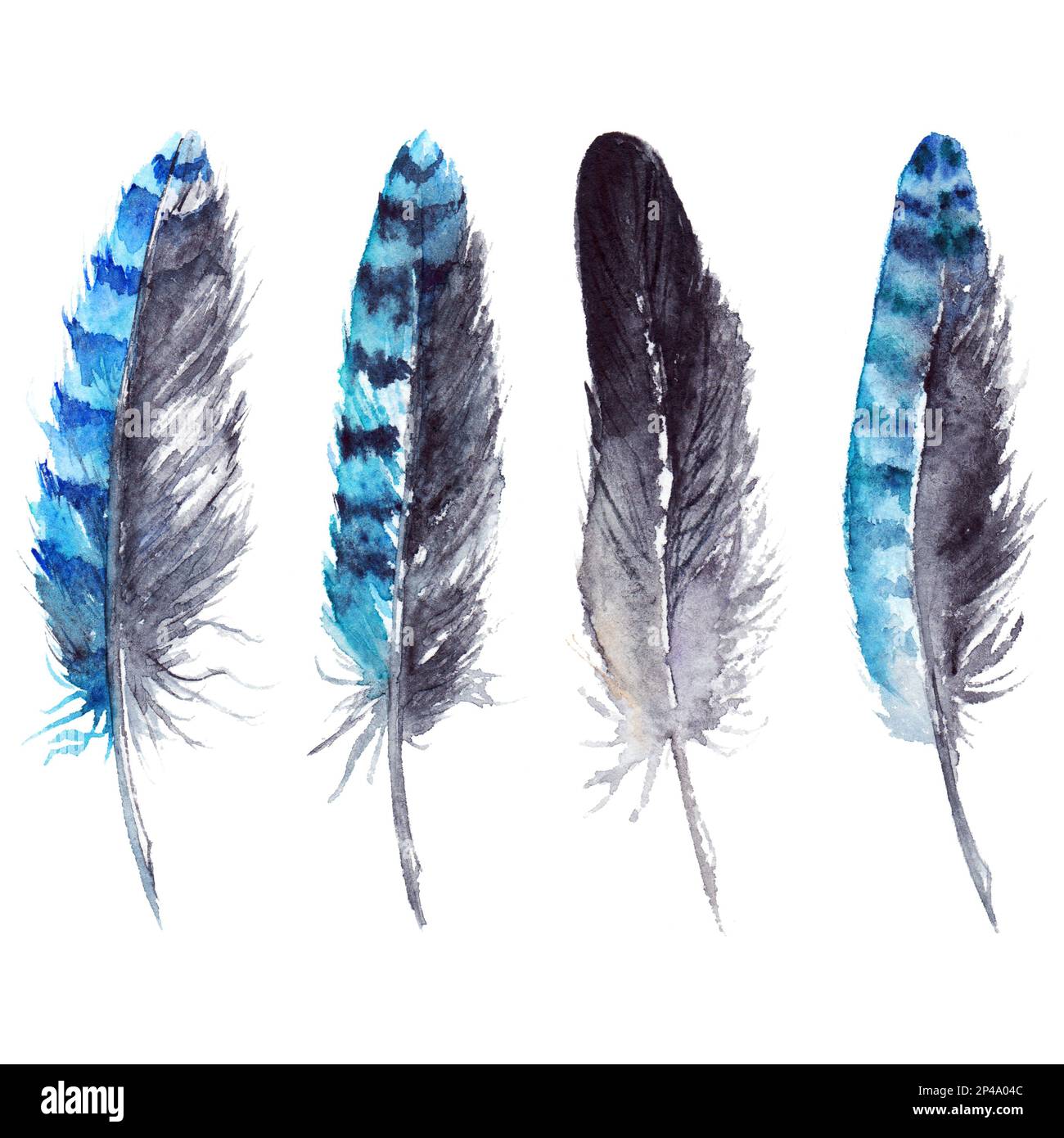Watercolor black and blue jay feather set isolated Stock Photo - Alamy