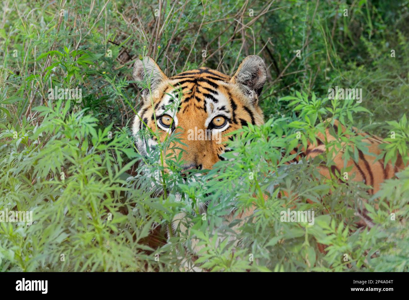 Portrait of a Bengal tiger (Panthera tigris bengalensis) in natural ...