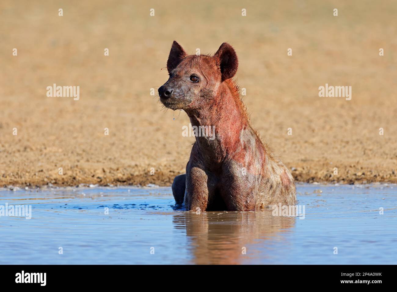 A blood covered spotted hyena (Crocuta crocuta) in shallow water ...