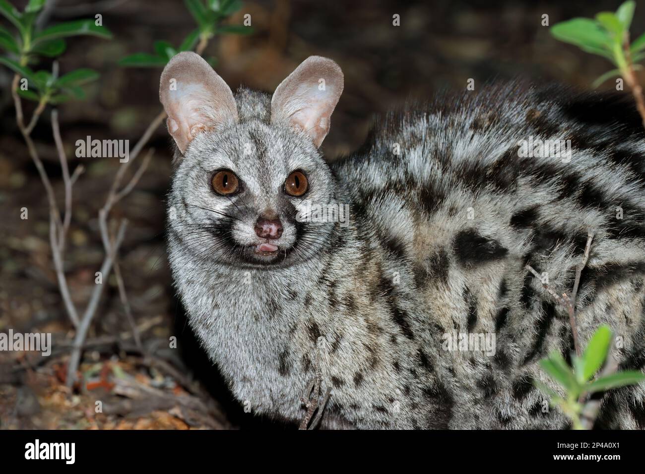 Portrait of a nocturnal large-spotted genet (Genetta tigrina), South ...