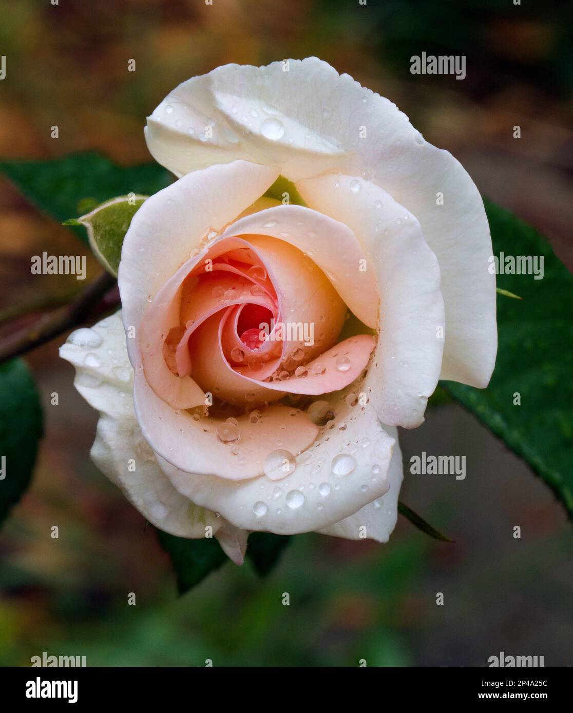Close up photograph of Pink Promise Hybrid Tea Rose covered in rain ...