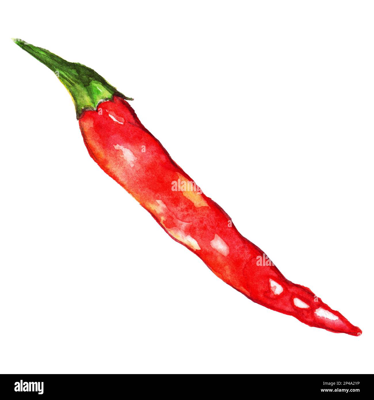 Watercolor red hot chili chilli spicy pepper isolated Stock Photo - Alamy