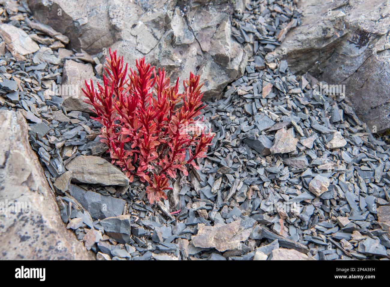 A colorful willowherb, Epilobium, a high elevation plant growing in the ...