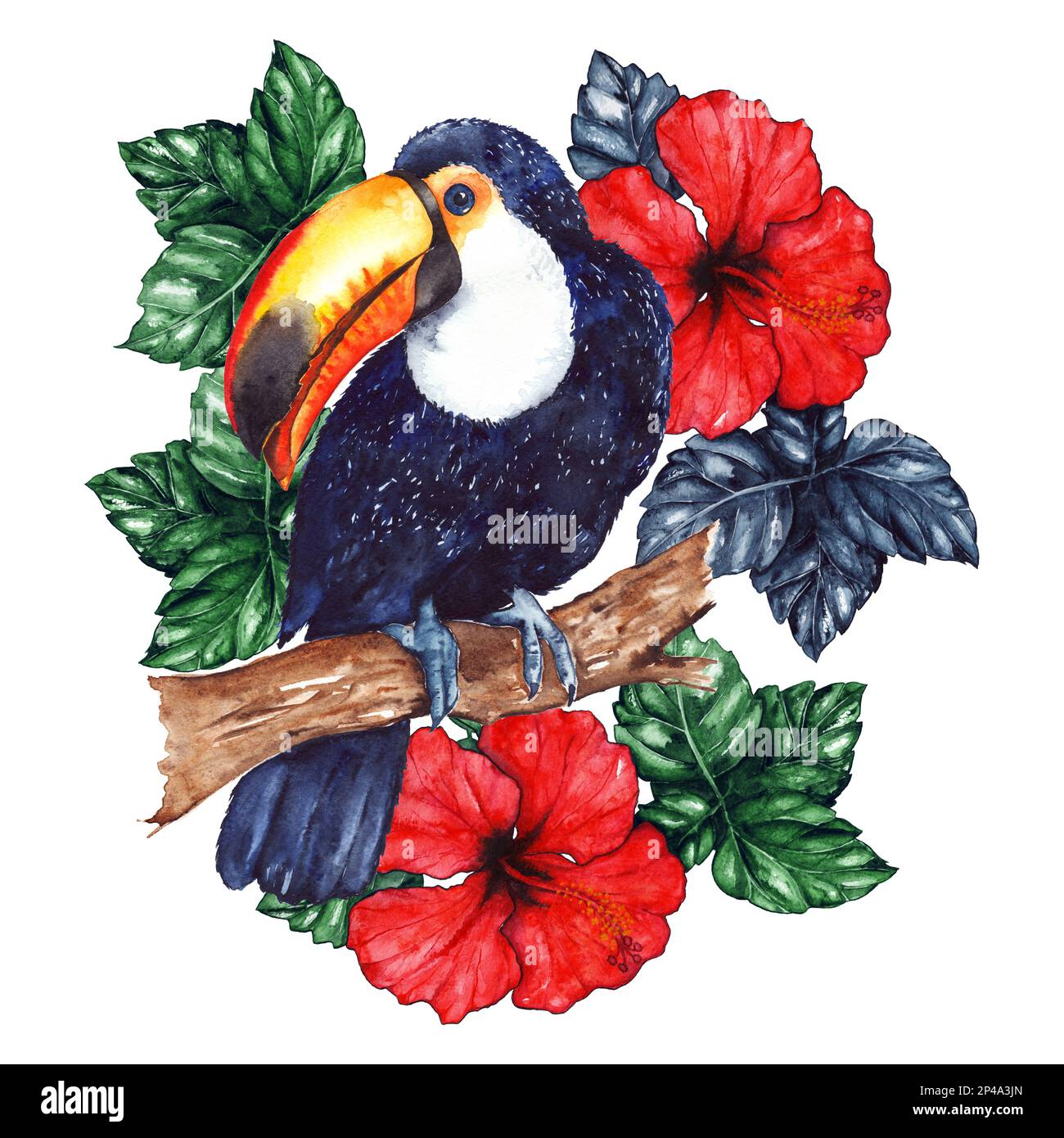 Watercolor exotic tropical animal bird toucan flower hibiscus isolated ...