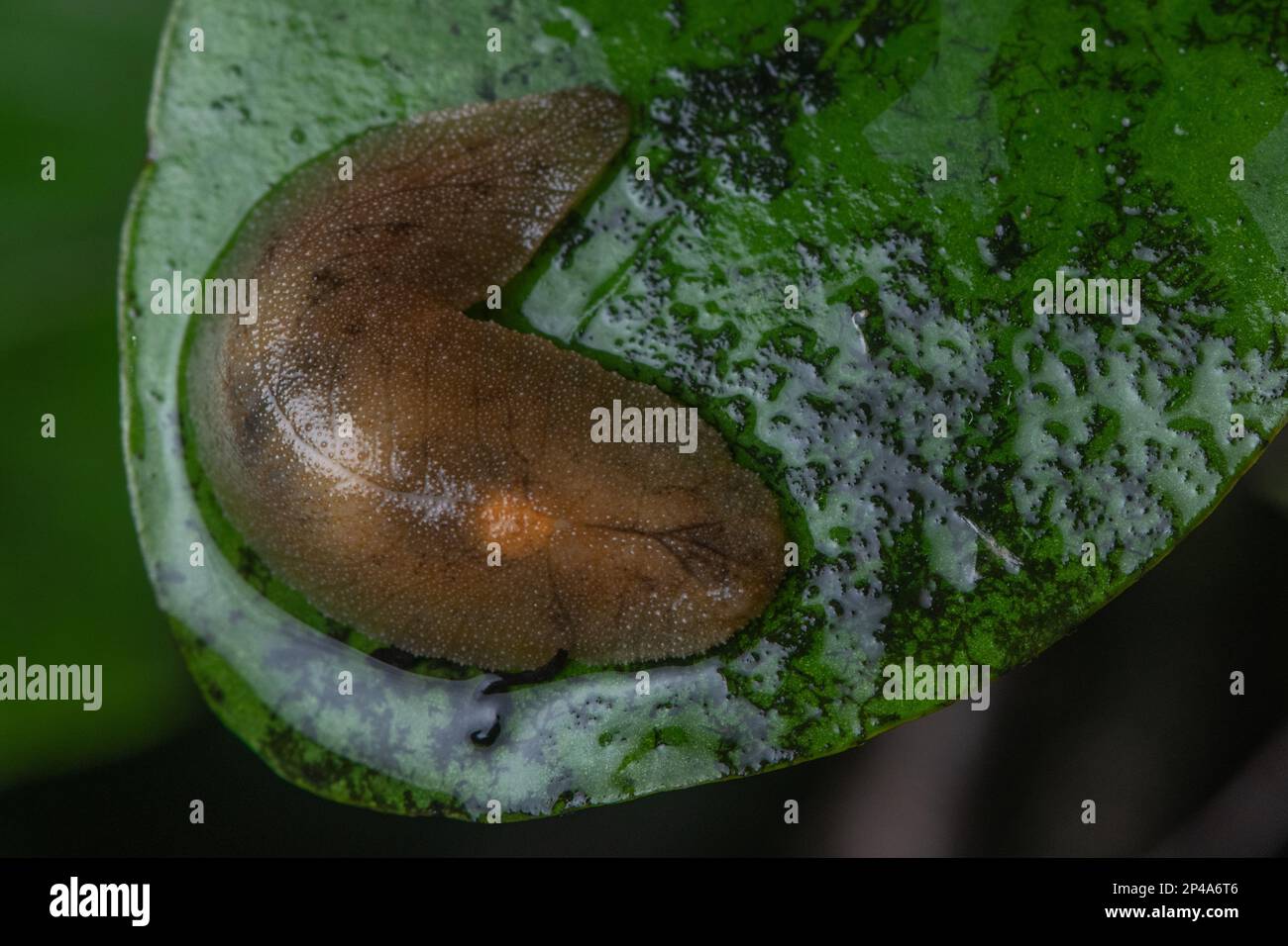 Terrestrial slug hi-res stock photography and images - Alamy