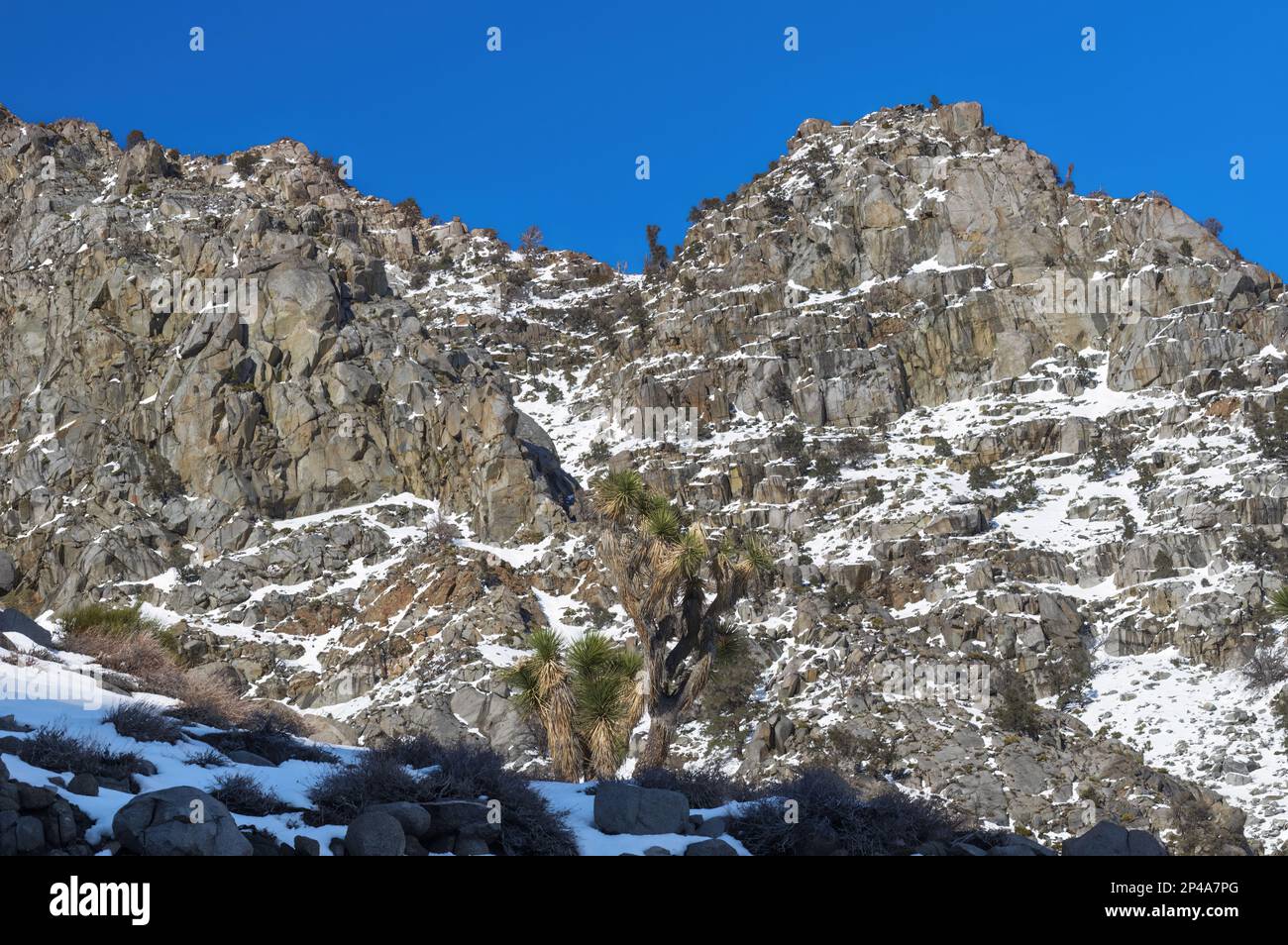 Joshua tree, Yucca brevifolia, against a rocky mountain shown in the ...