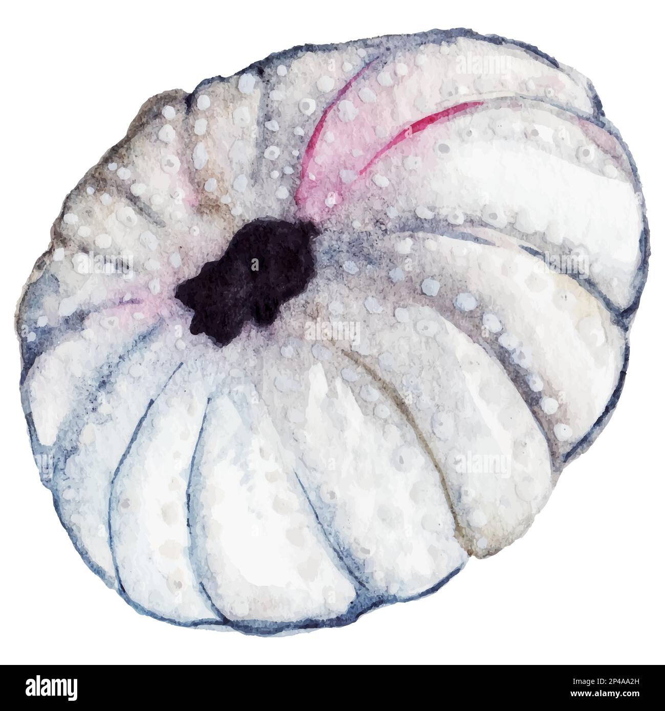 Watercolor sea shell urchin isolated clip art vector Stock Vector Image ...