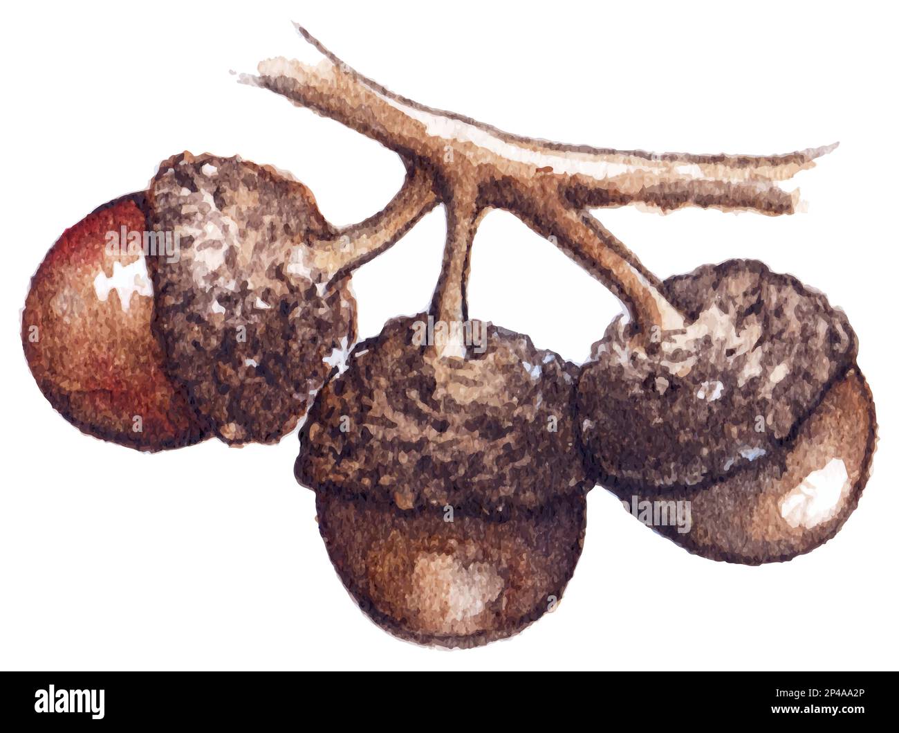 Watercolor three acorn oak seed isolated vector Stock Vector Image ...