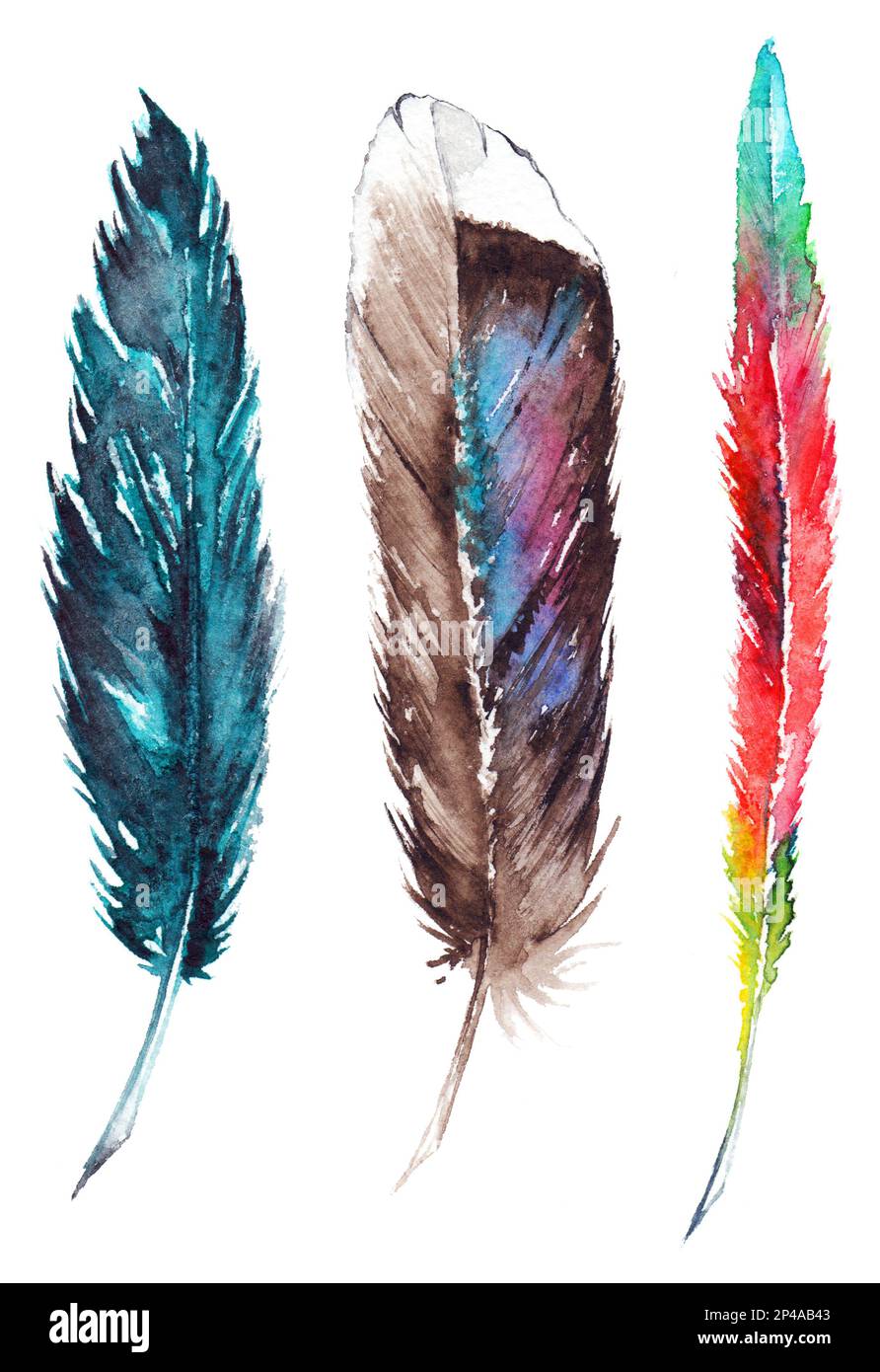 Watercolor colorful rainbow jay parrot feather set isolated Stock Photo ...