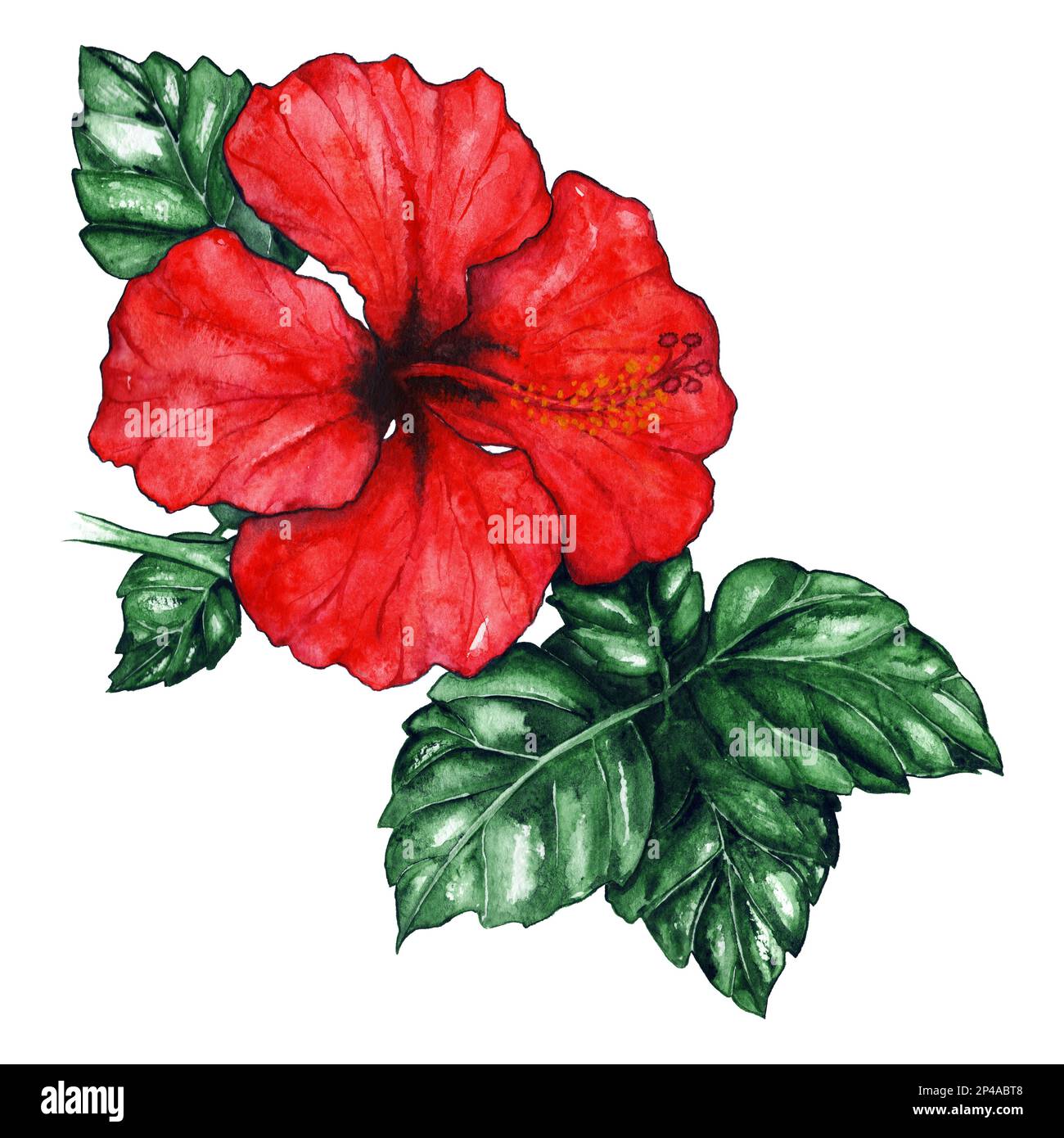 Watercolor red hibiscus karkade tropical exotic flower plant isolated ...