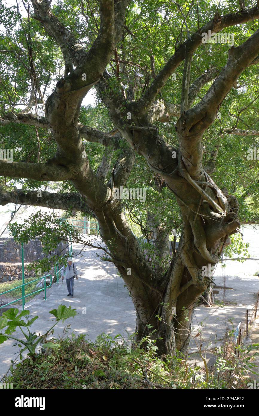 Banyan tree hong kong hi-res stock photography and images - Alamy