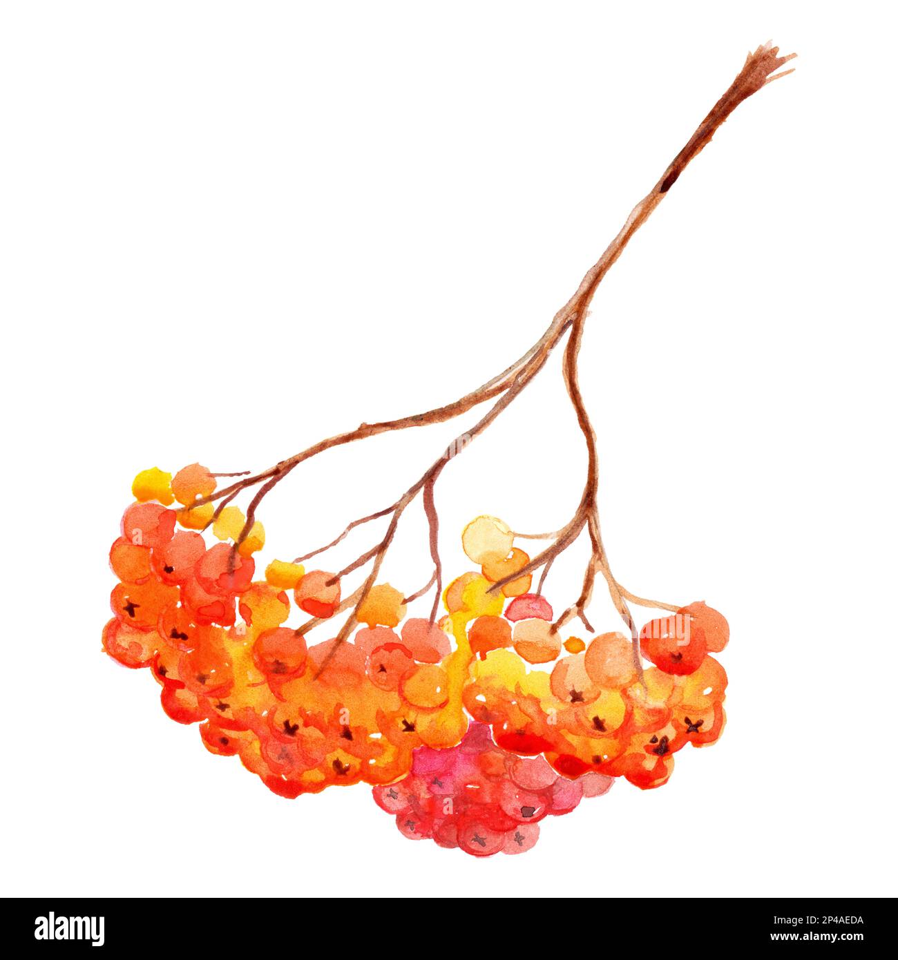 Watercolor rowan ashberry branch botanical illustration isolated Stock ...