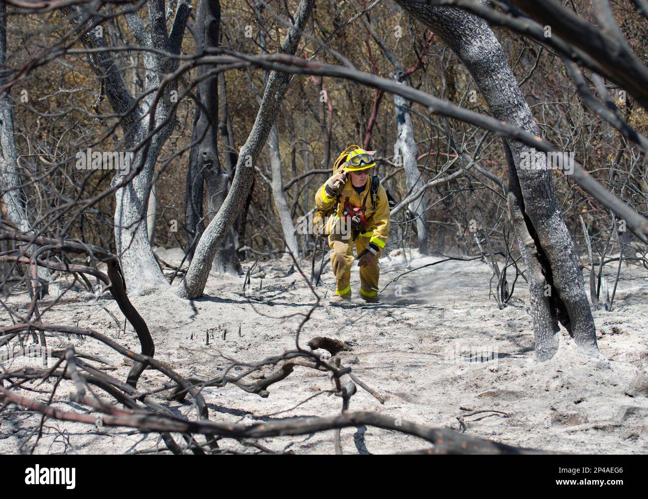 A City of Folsom firefighter moves through burned trees and ash not far ...