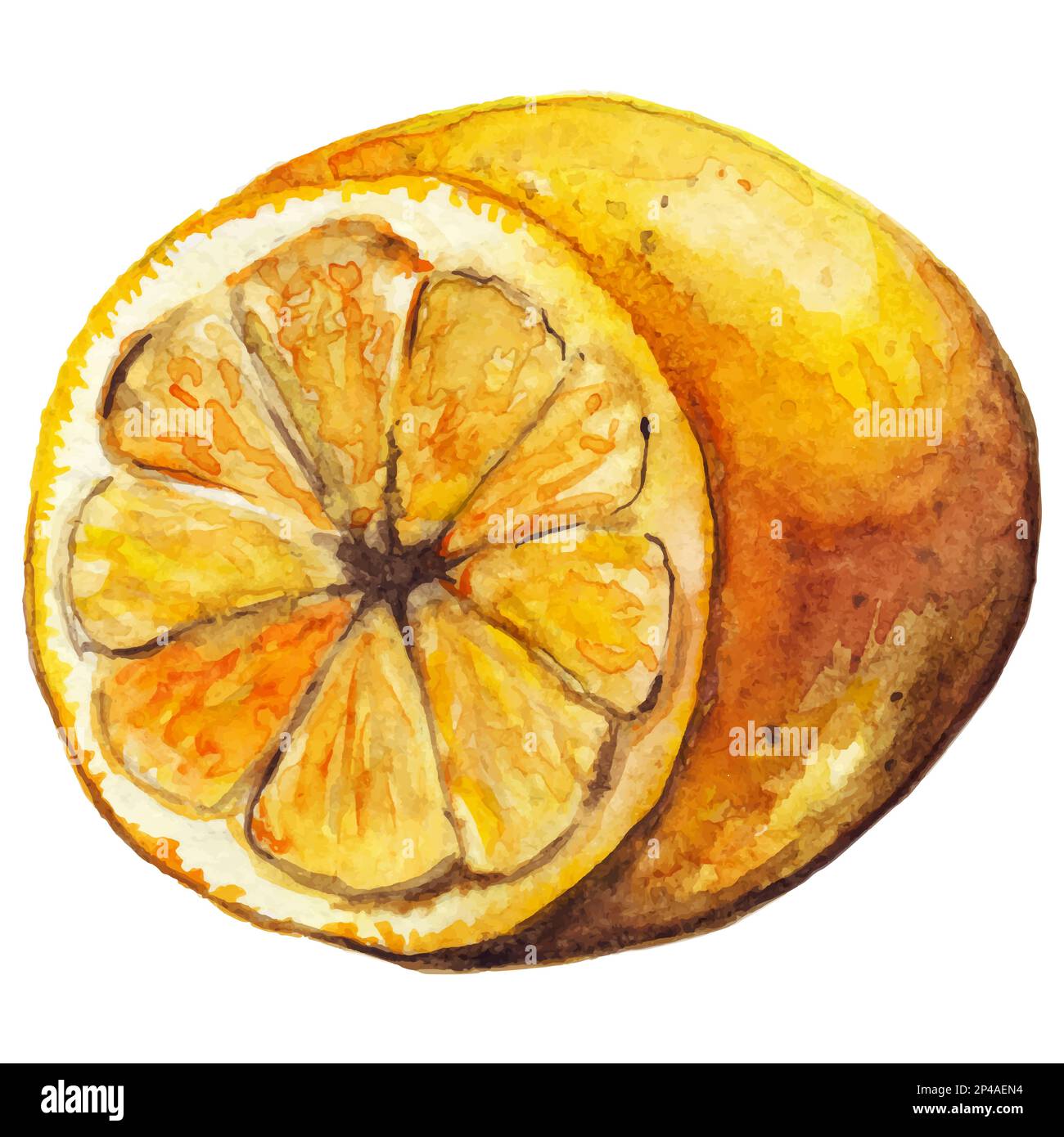 Watercolor lemon citrus yellow exotic fruit vector isolated Stock ...