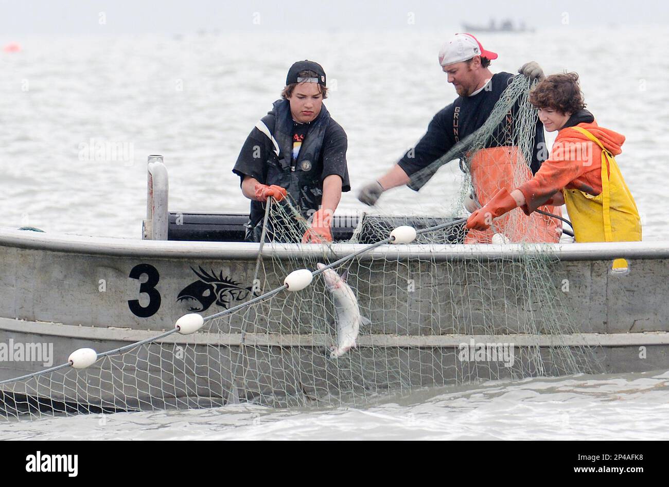 Devin Every, Travis Every and Damien Redder pick fish from a setnet ...