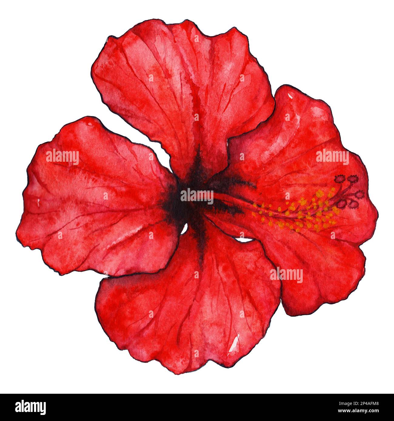 Watercolor red hibiscus karkade tropical exotic flower plant isolated ...
