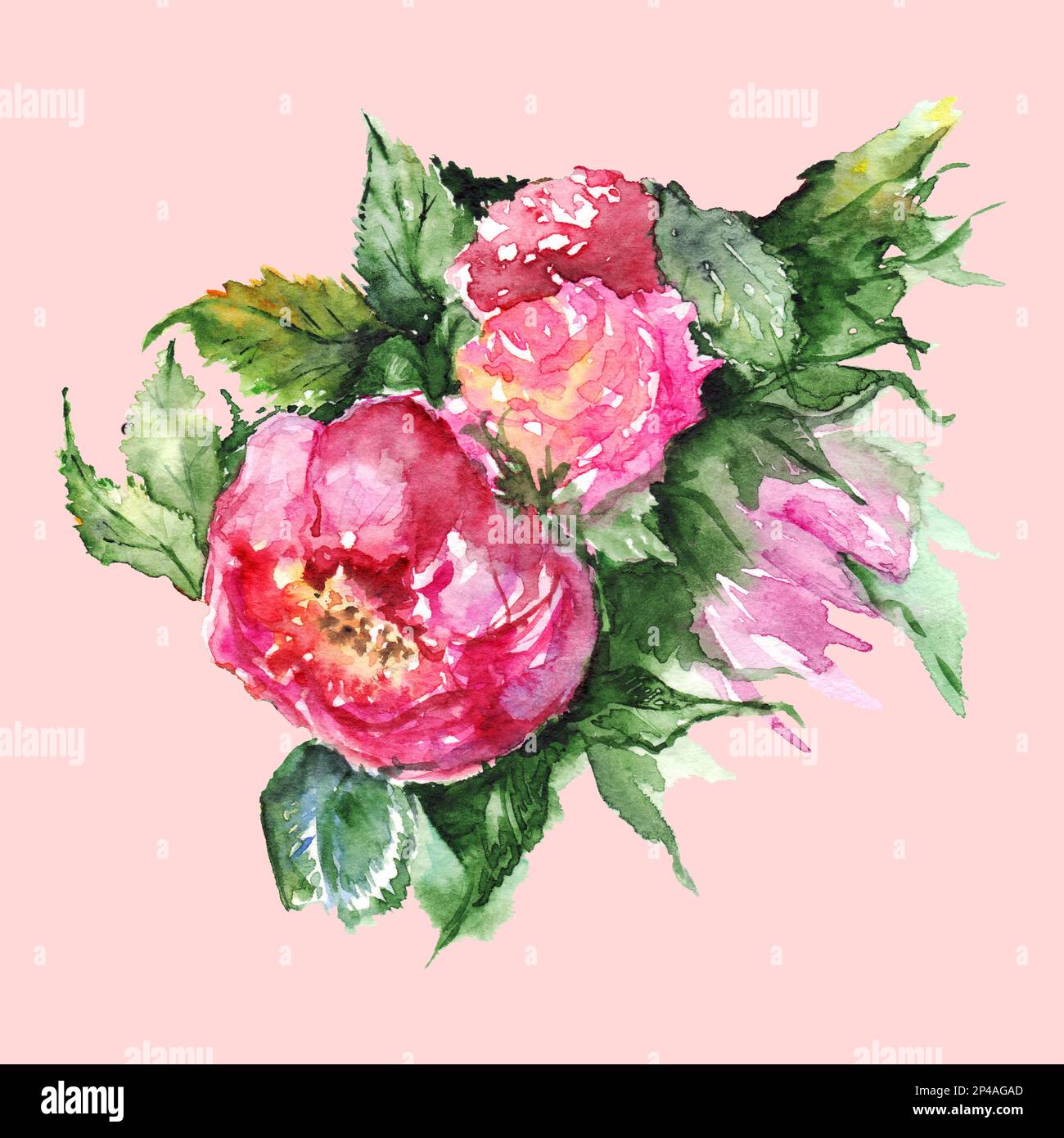 Watercolor flower floral peony boutonniere isolated illustration Stock ...