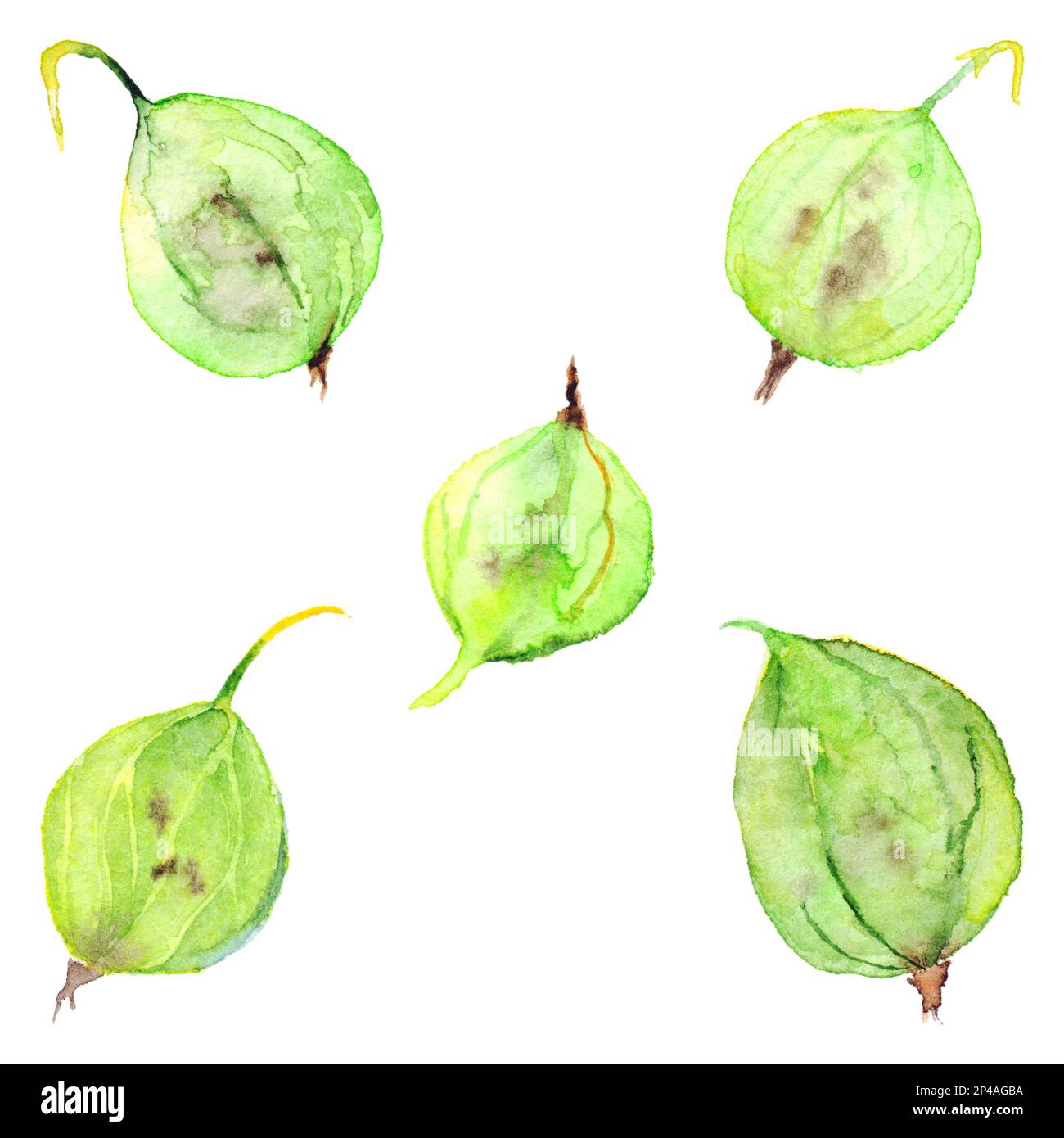 Watercolor green yellow gooseberry berry isolated set Stock Photo - Alamy