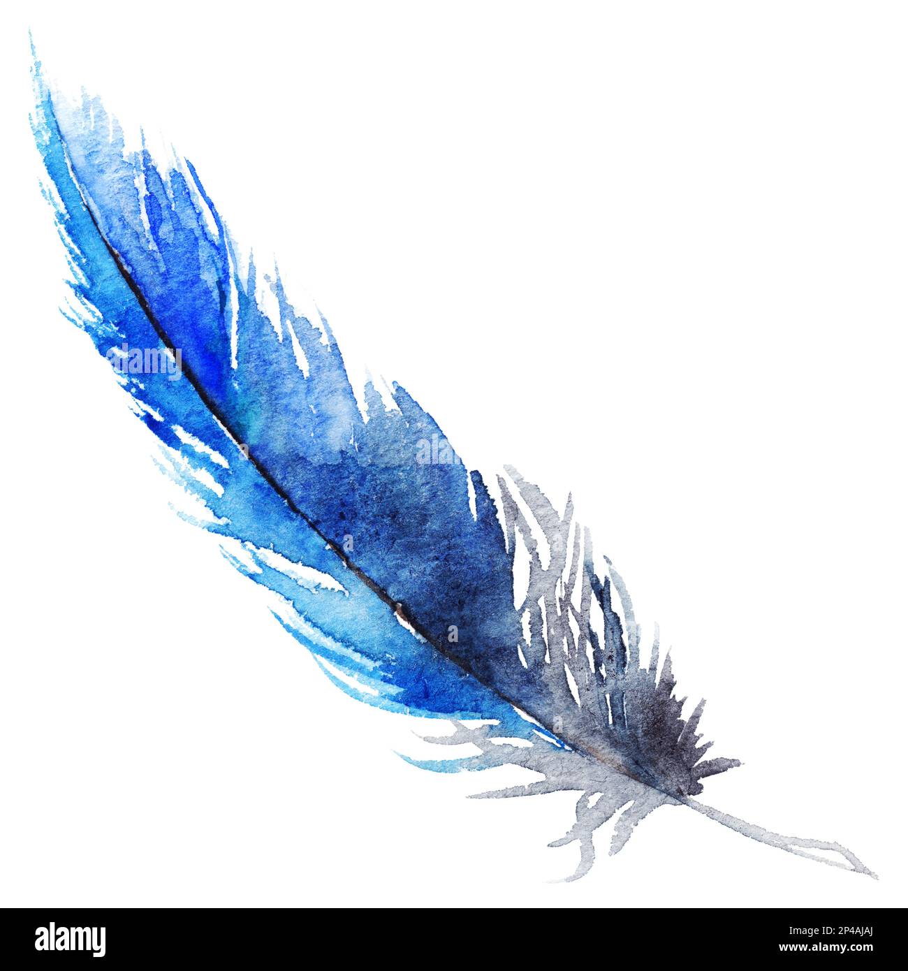 Watercolor single navy blue bird feather isolated art Stock Photo - Alamy