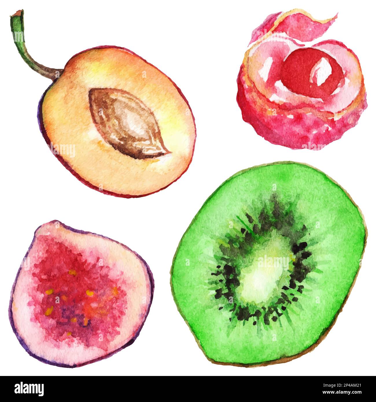 Watercolor kiwi fig plum litchi fruit set isolated vector Stock Vector ...