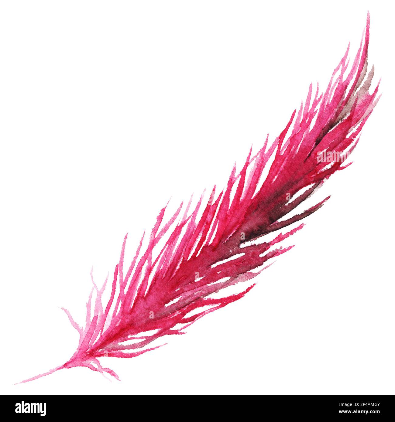 Watercolor pink purple crimson bird feather isolated art Stock Photo ...