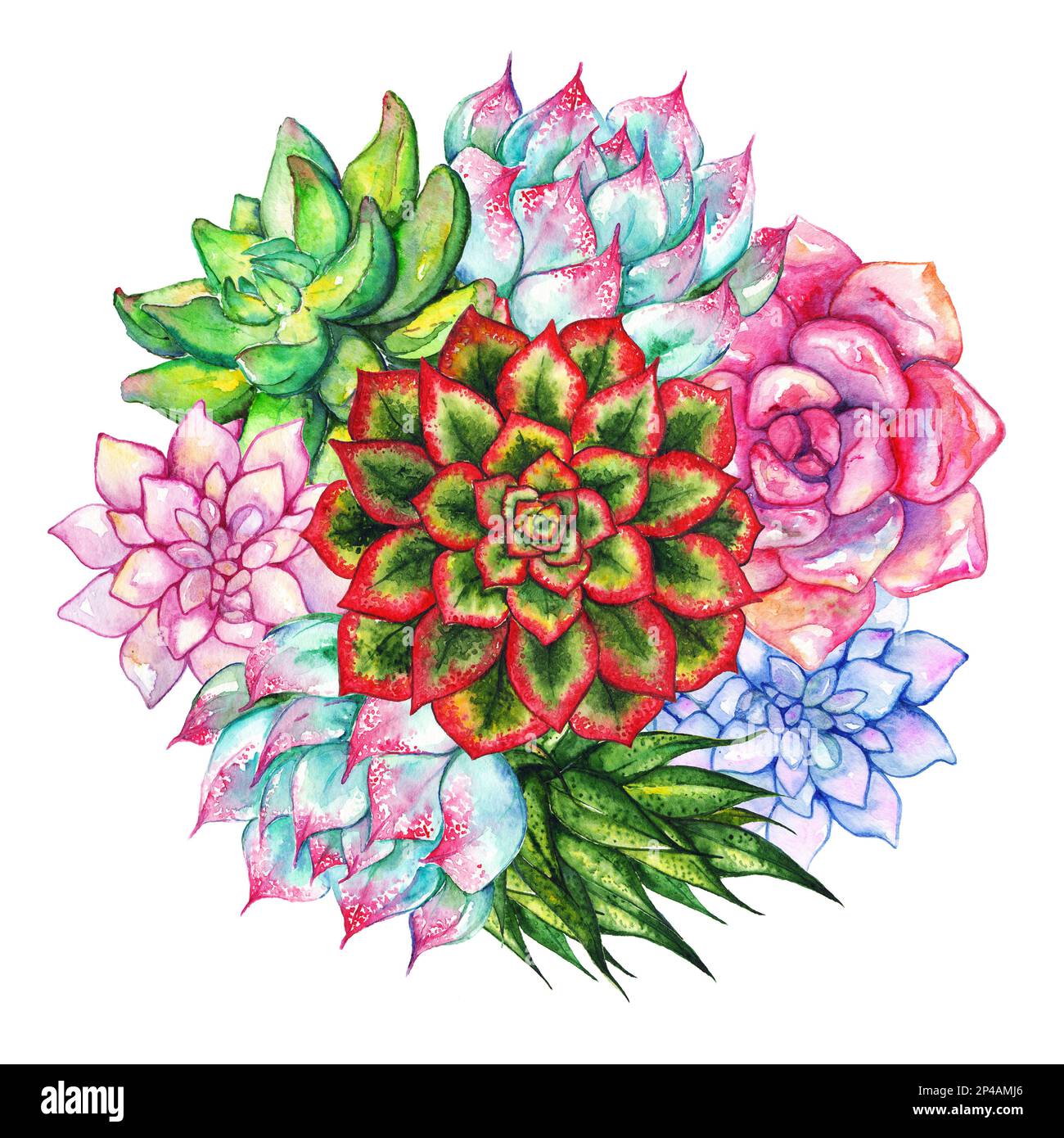 Watercolor succulent floral composition hand drawn set isolated Stock ...
