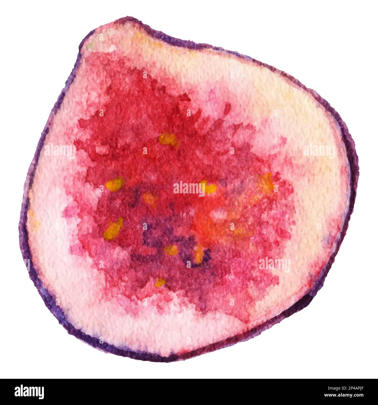 Watercolor half fig exotic fruit isolated vector Stock Vector Image ...