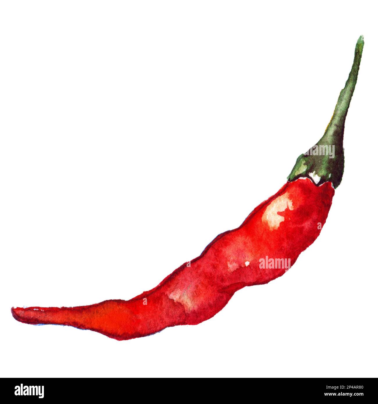 Watercolor red hot chili chilli spicy pepper isolated art Stock Photo ...