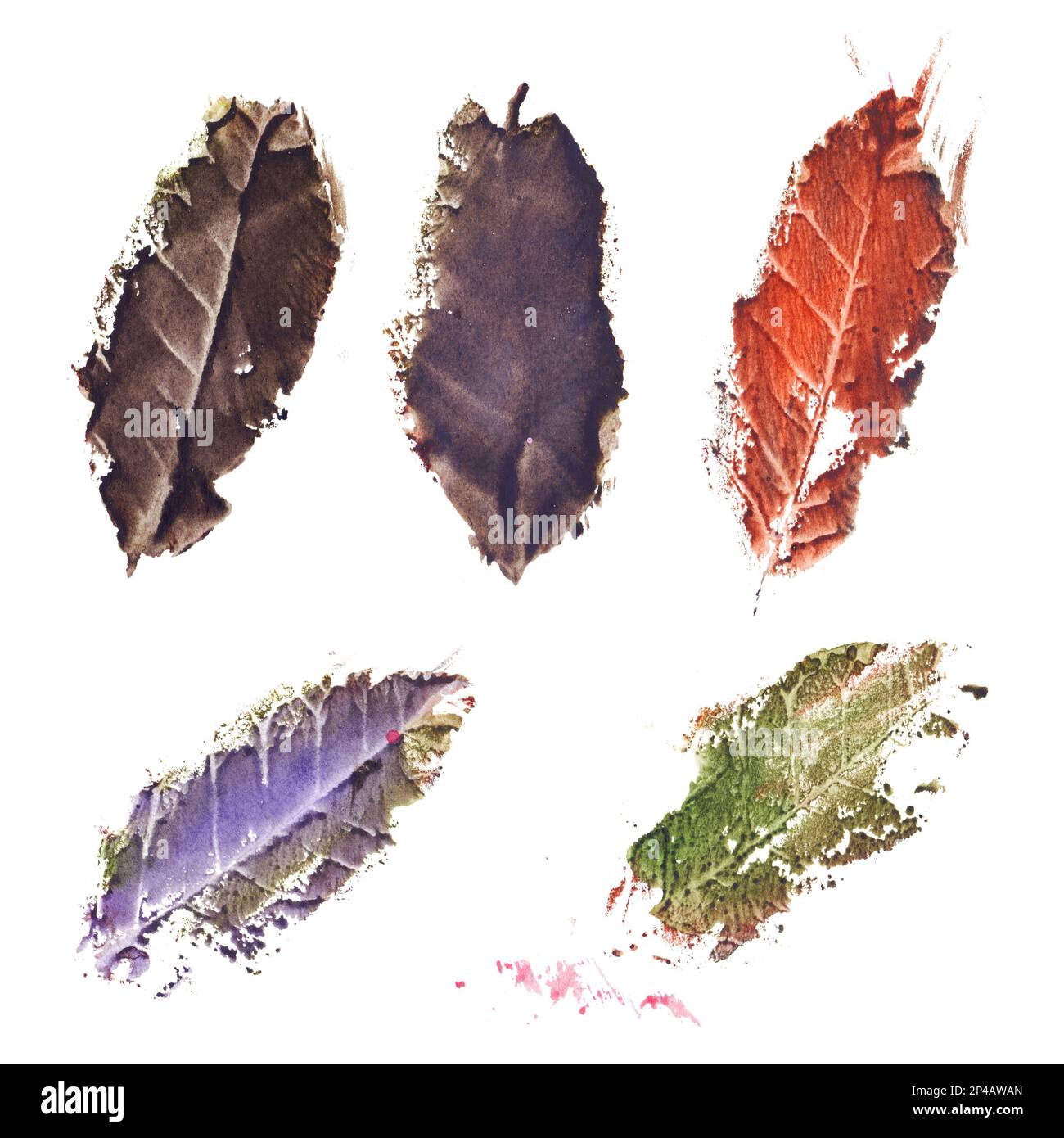 Autumn fall dried tree leaf set isolated Stock Photo - Alamy