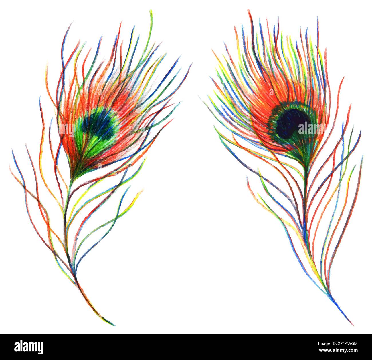 Two pair rainbow colorful peacock bird feather vector isolated Stock ...