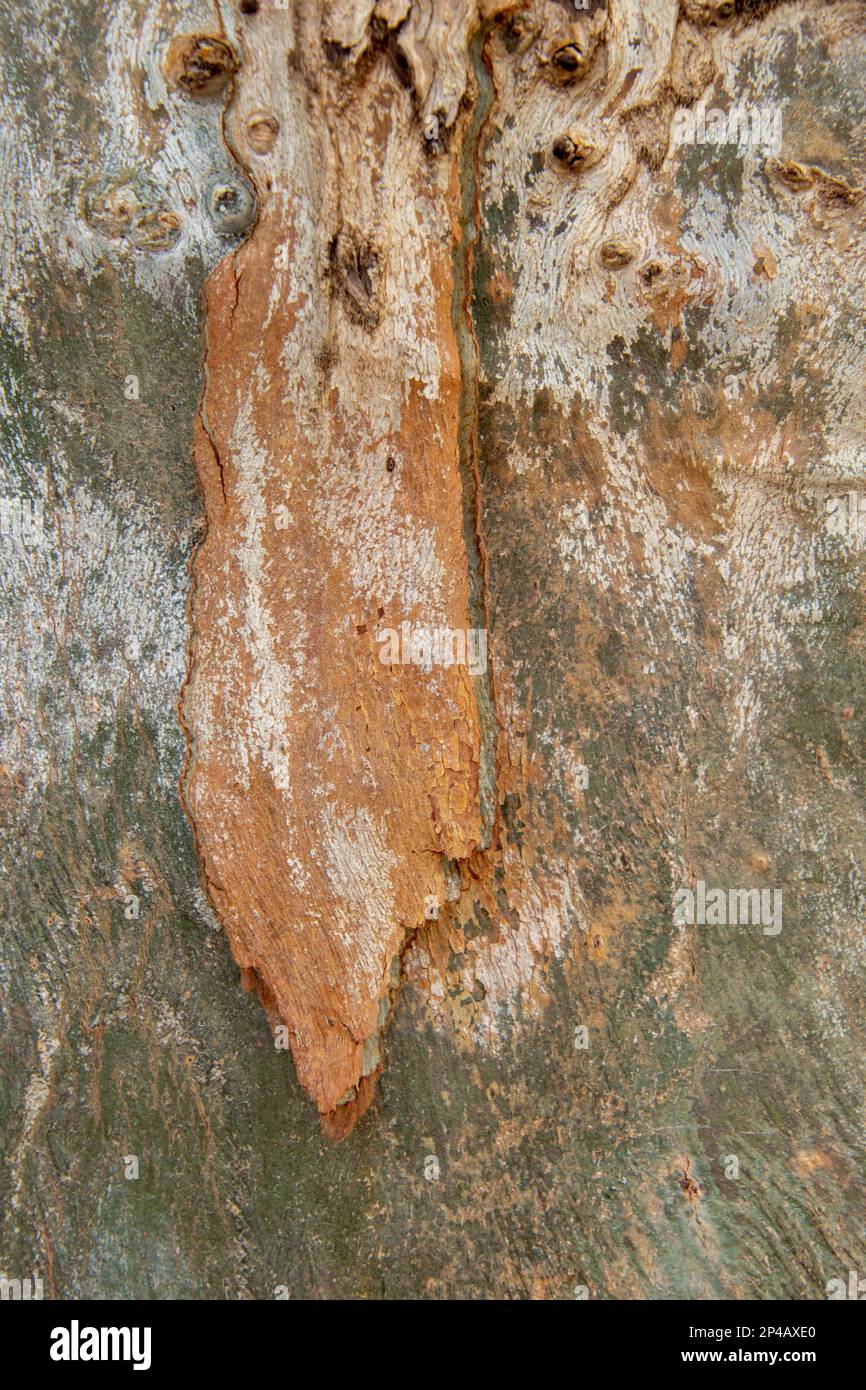 Odd tree shapes hi-res stock photography and images - Alamy