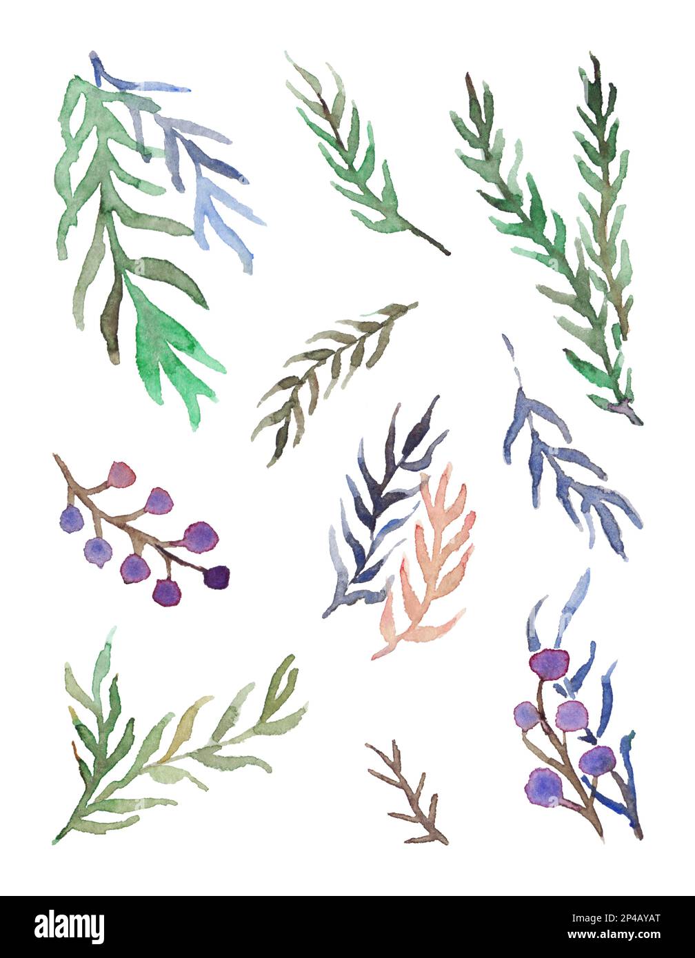 Watercolor hand drawn green violet branch leaf berry floral isolated ...