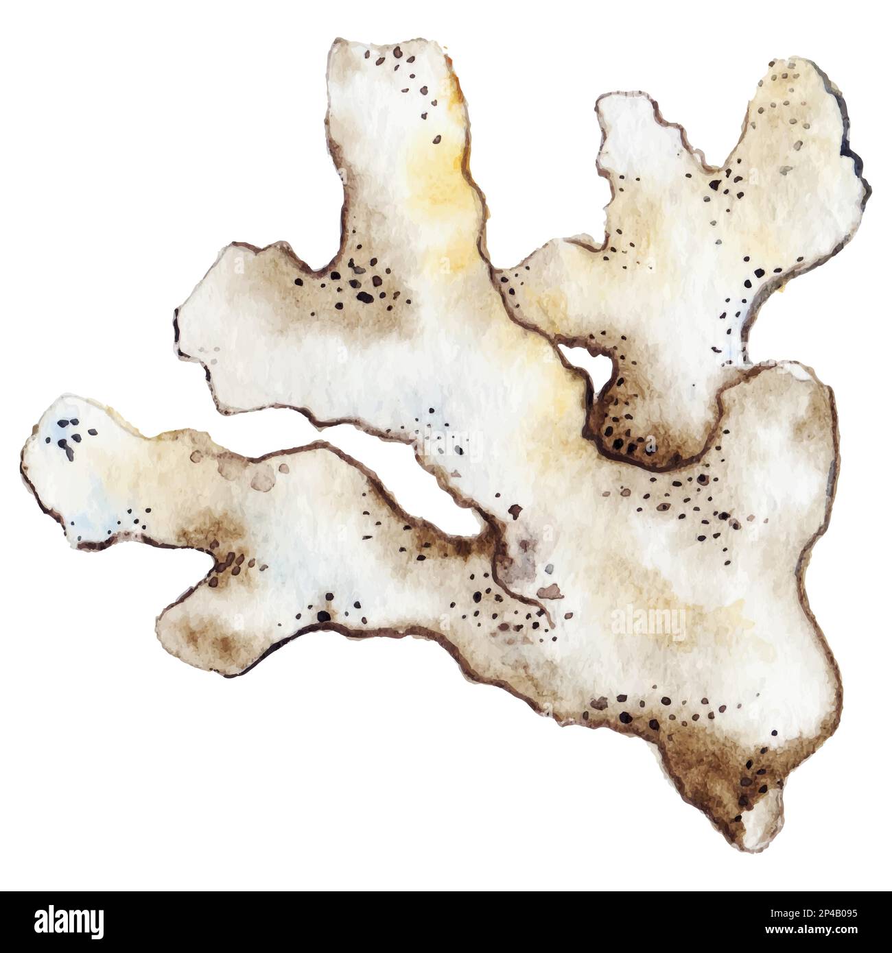 Watercolor coral reef polyp brown white beige isolated vector Stock ...