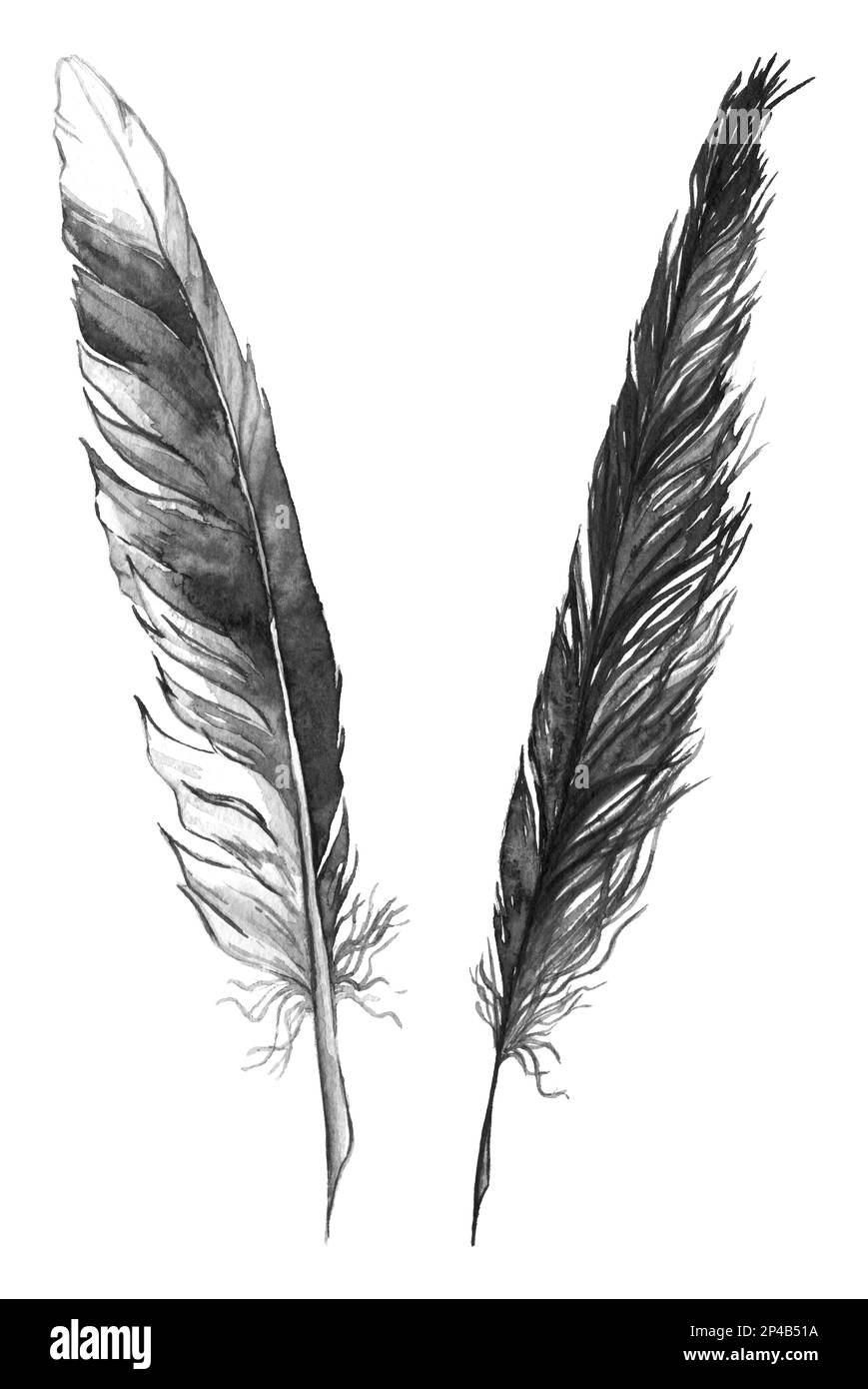 Watercolor black and white monochrome feather set isolated Stock Photo ...