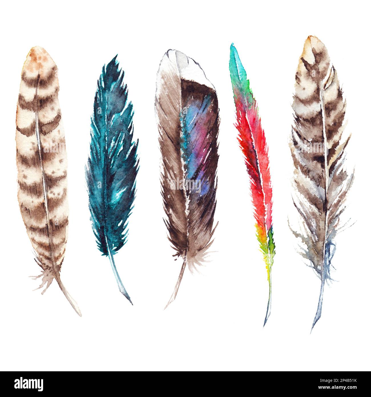 Watercolor colorful exotic bird feather set isolated Stock Photo - Alamy